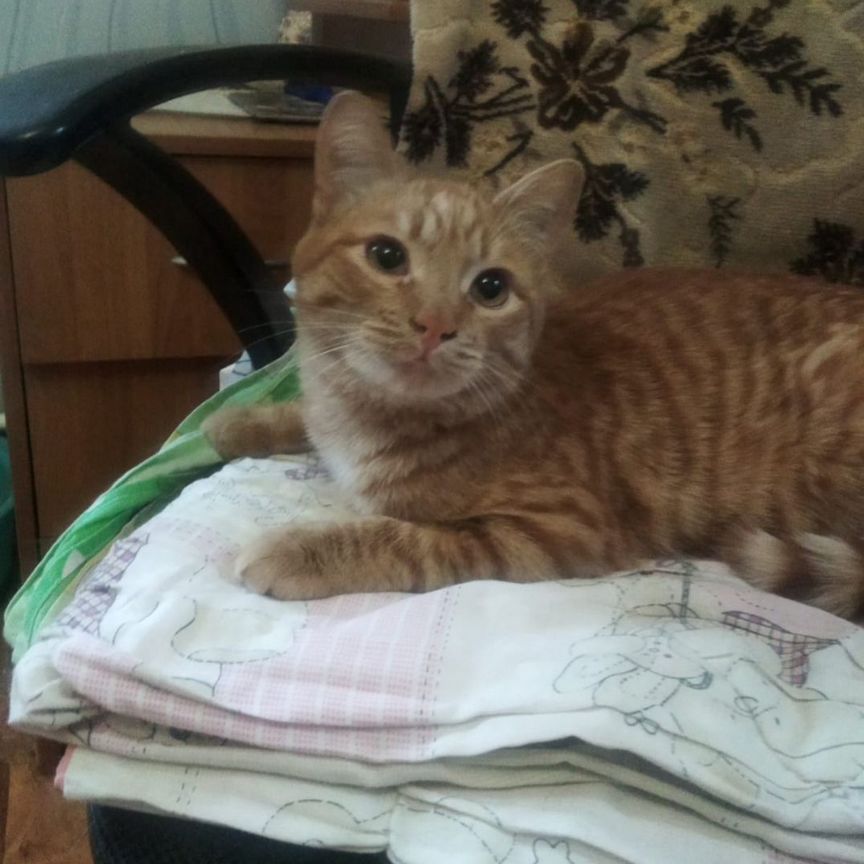 Рыжик котенок ищет дом
