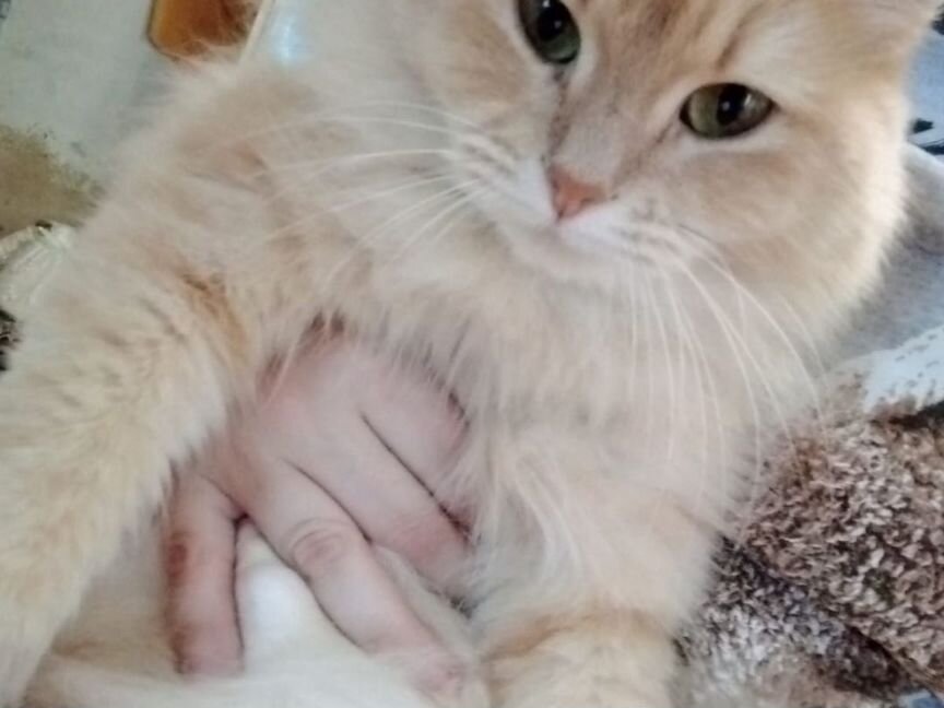 Сибирская кошка бесплатно
