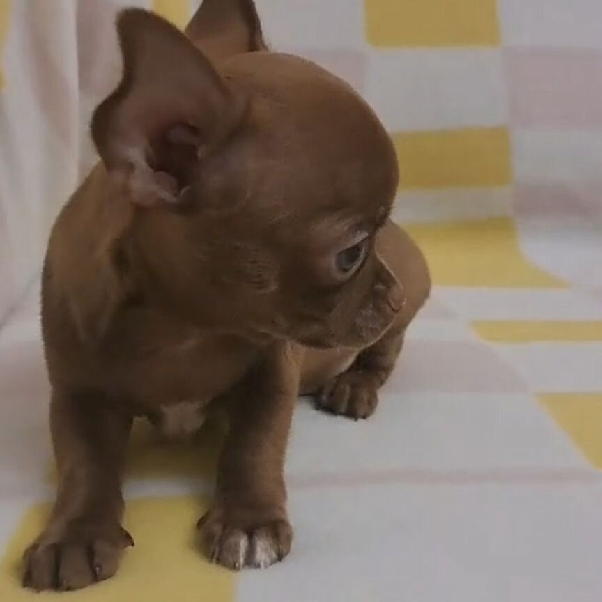 Чихуахуа, щенок