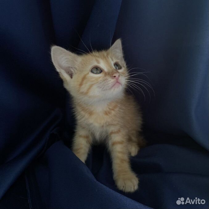 Денежный котенок