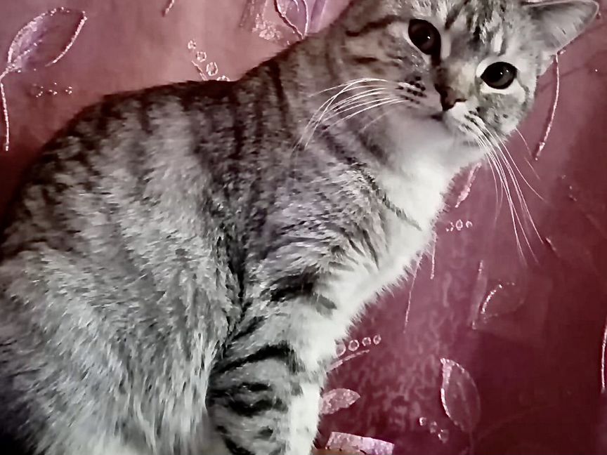 Британская кошка