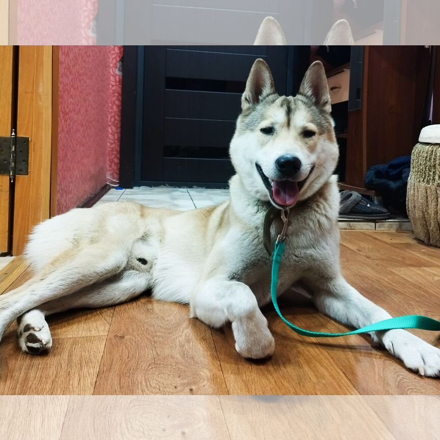 Западносибирская лайка, взрослый пёс