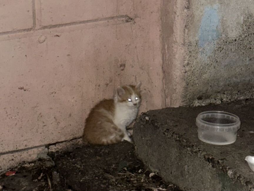 Котик маленький