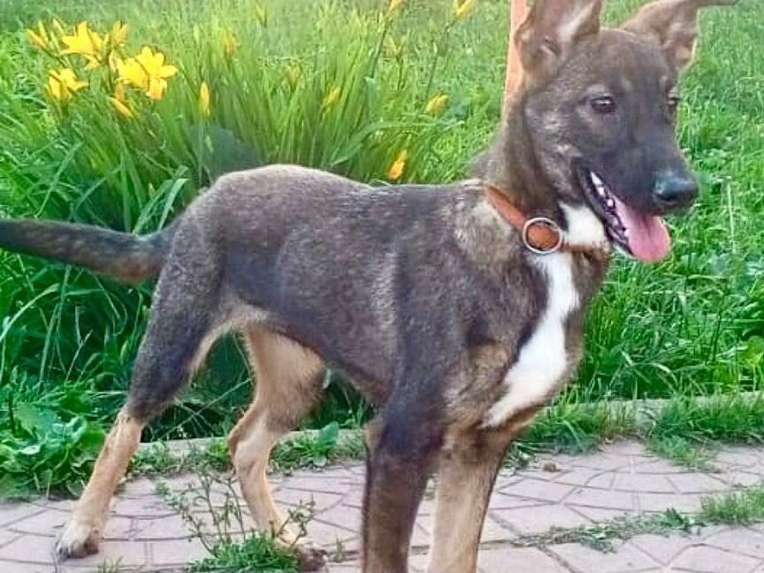 Собака в добрые руки отдам бесплатно