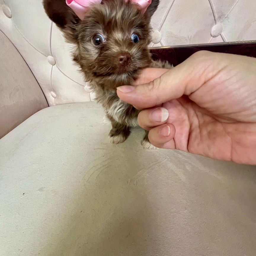 Йоркширский терьер щенки шоколад