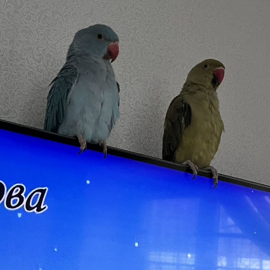 Ожереловый попугай