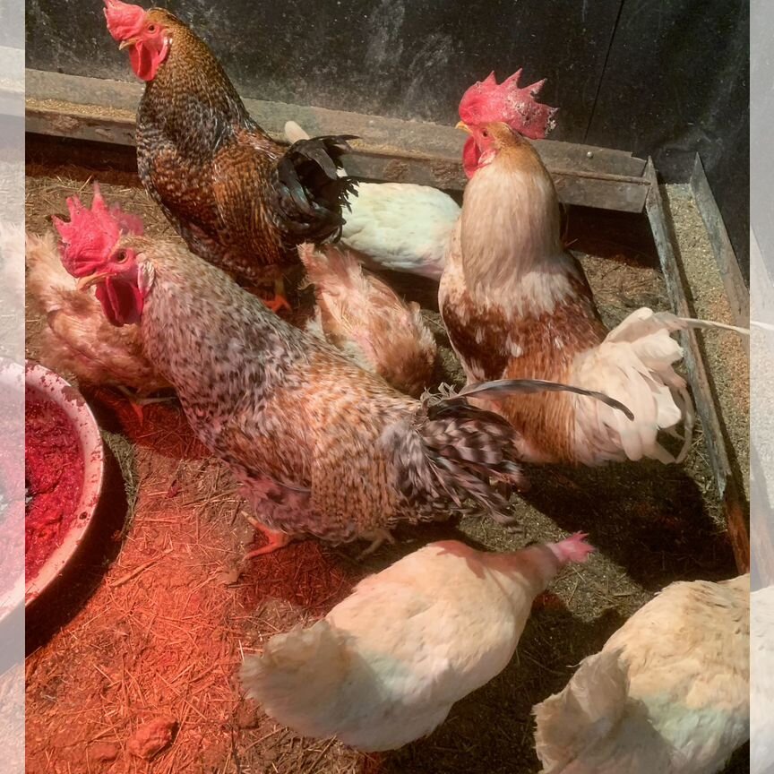 Петухи молодые