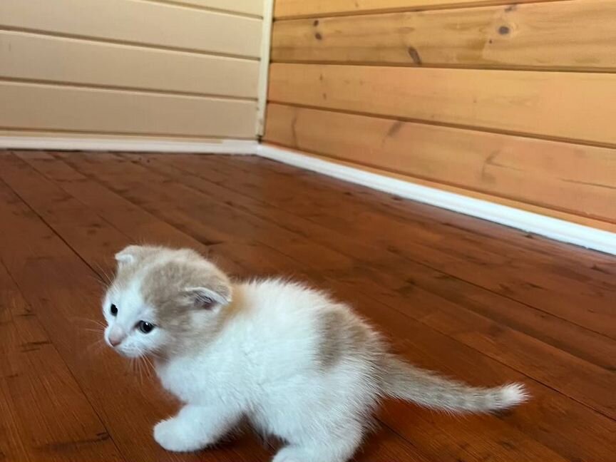 Котята в добрые руки даром