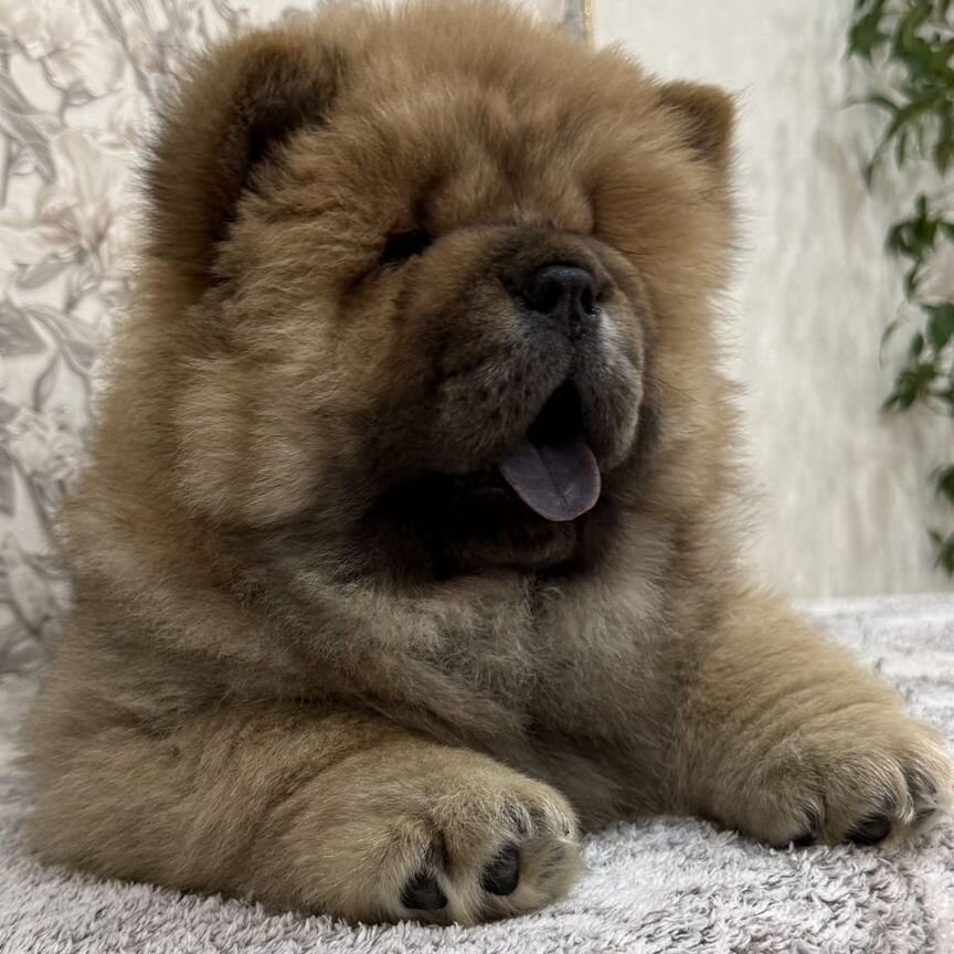 Чау-чау, щенок