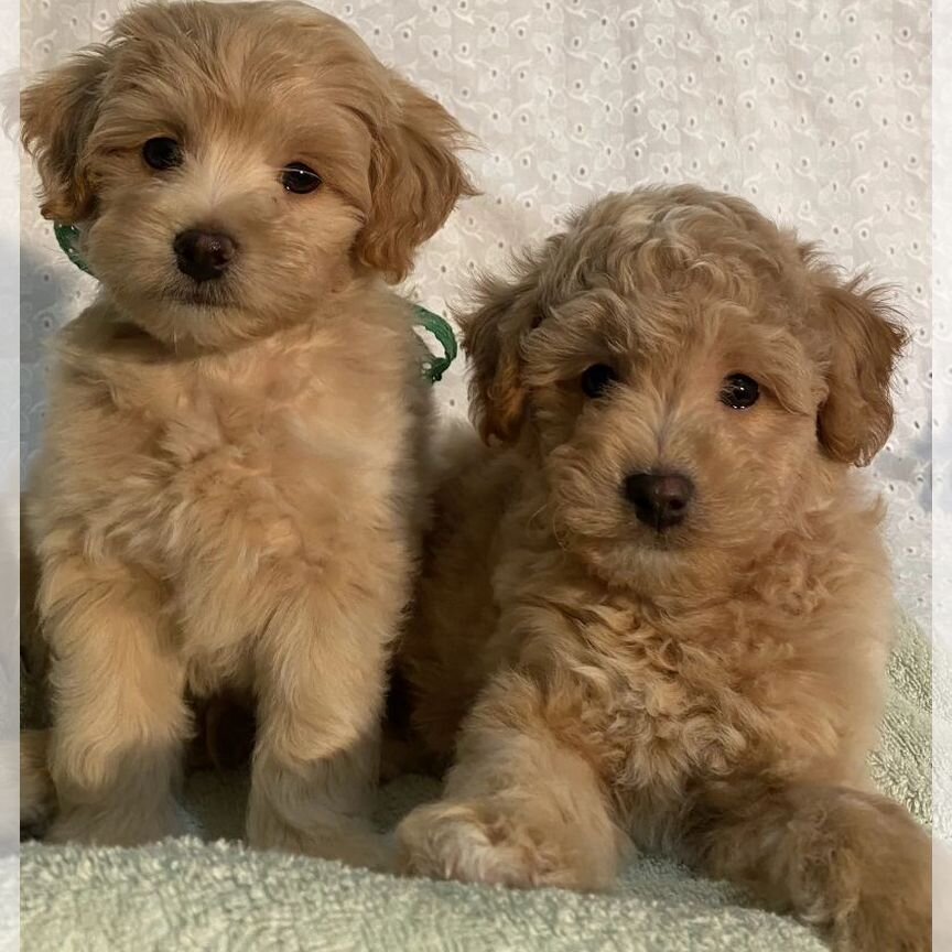 Мальтипу, щенок