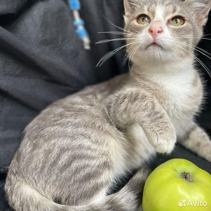 Котенок Манюня