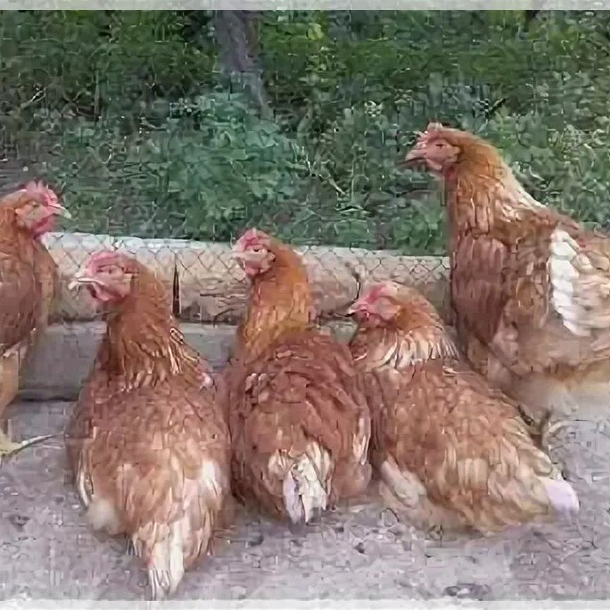 Курочки несушки красные