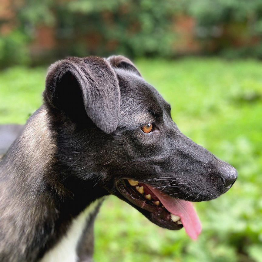 Ева тоскует в приюте