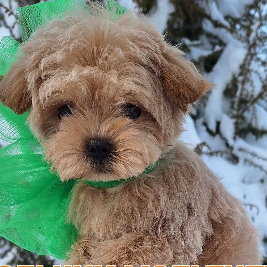 Мальтипу, щенок