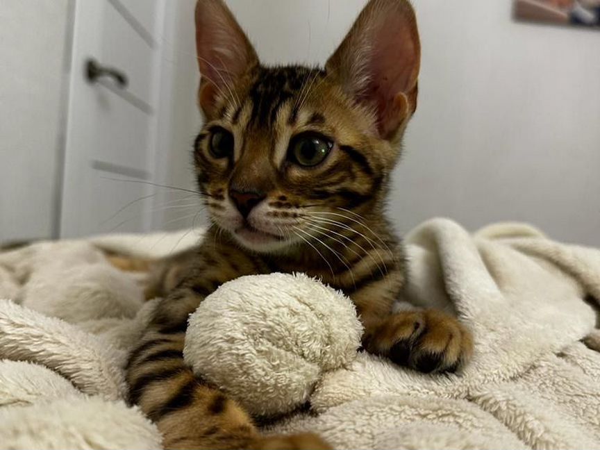 Бенгальские котята