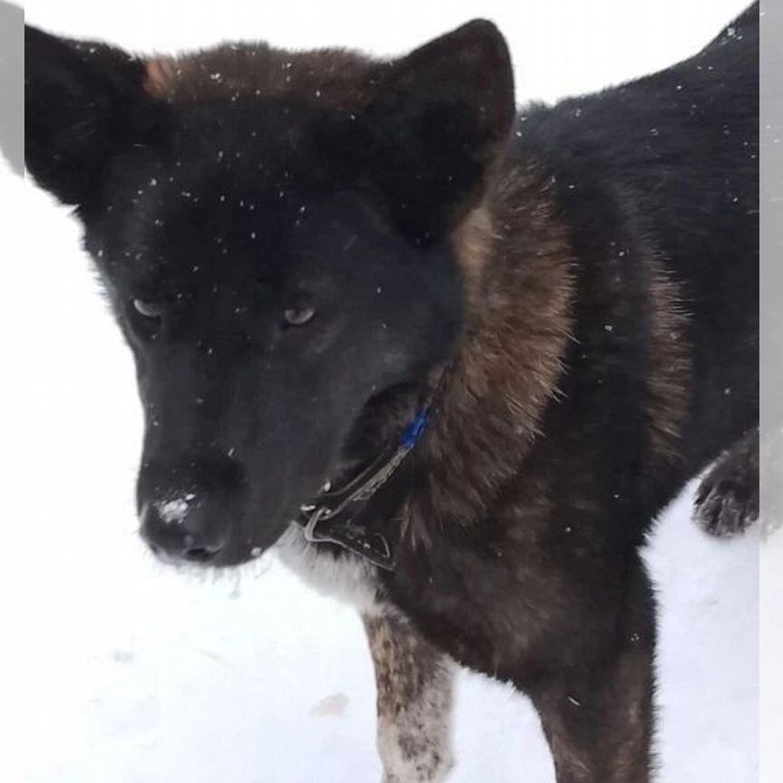 Взрослый пёс в добрые руки