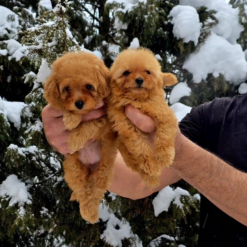 Той-пудель, щенок