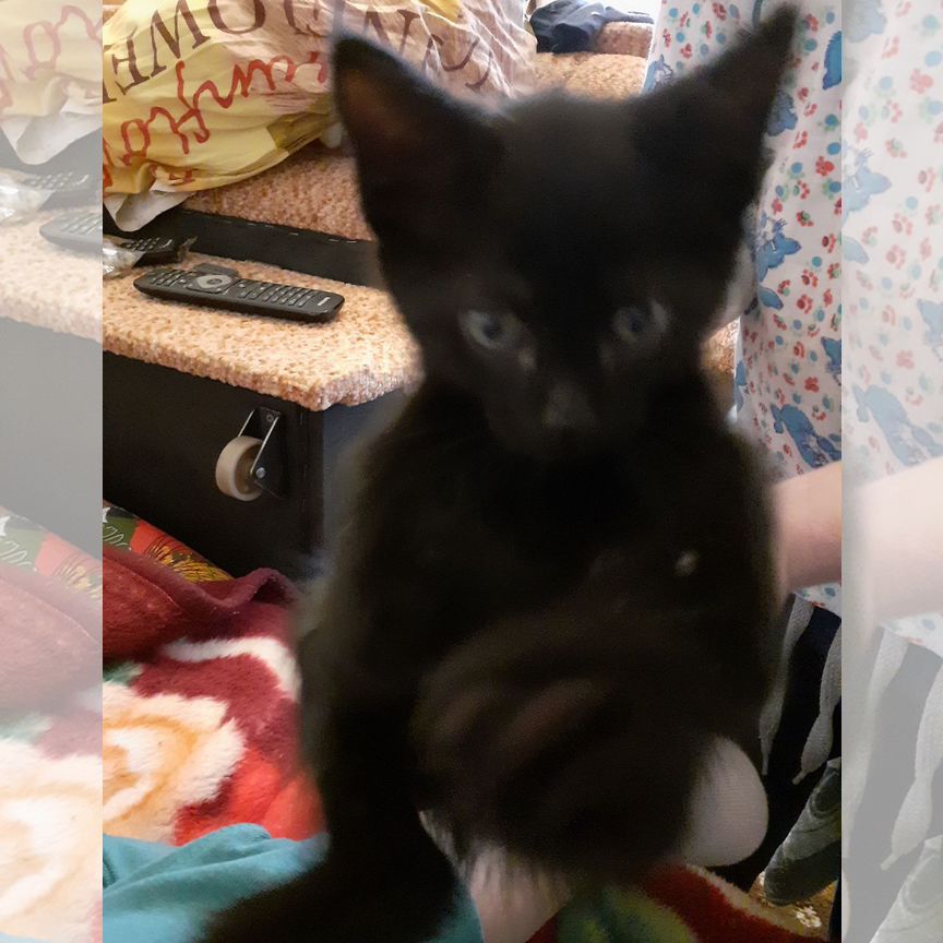 Отдам в добрые руки кошечку Багиру 1,5 мес