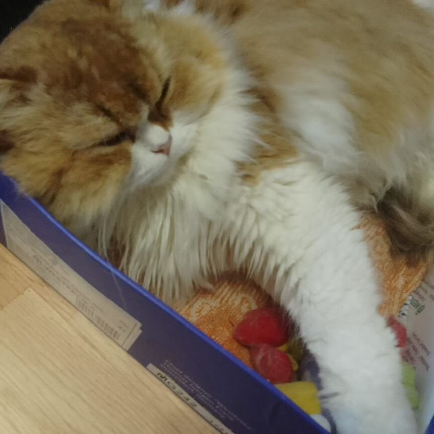 Продается кот породистый