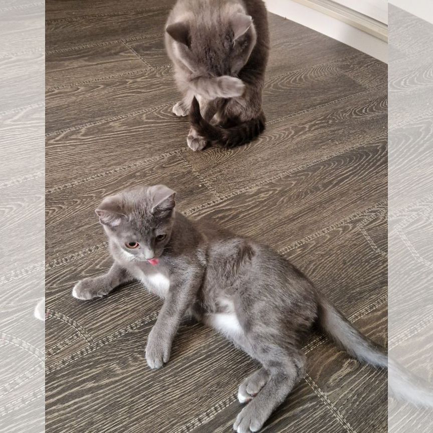 Кошки