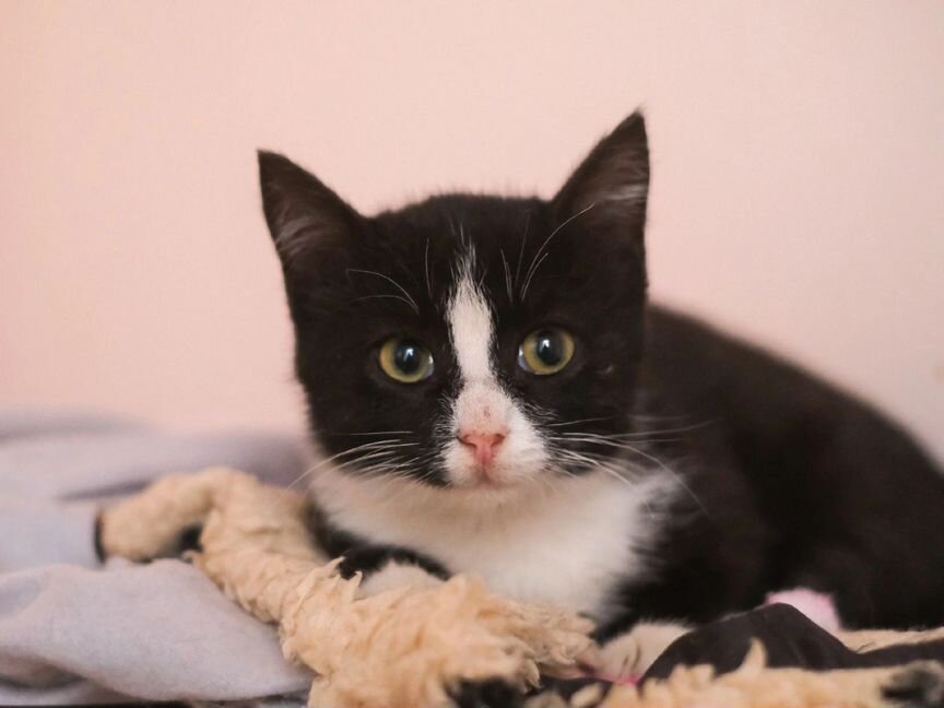 Котёнок Маркиза из приюта ищет дом