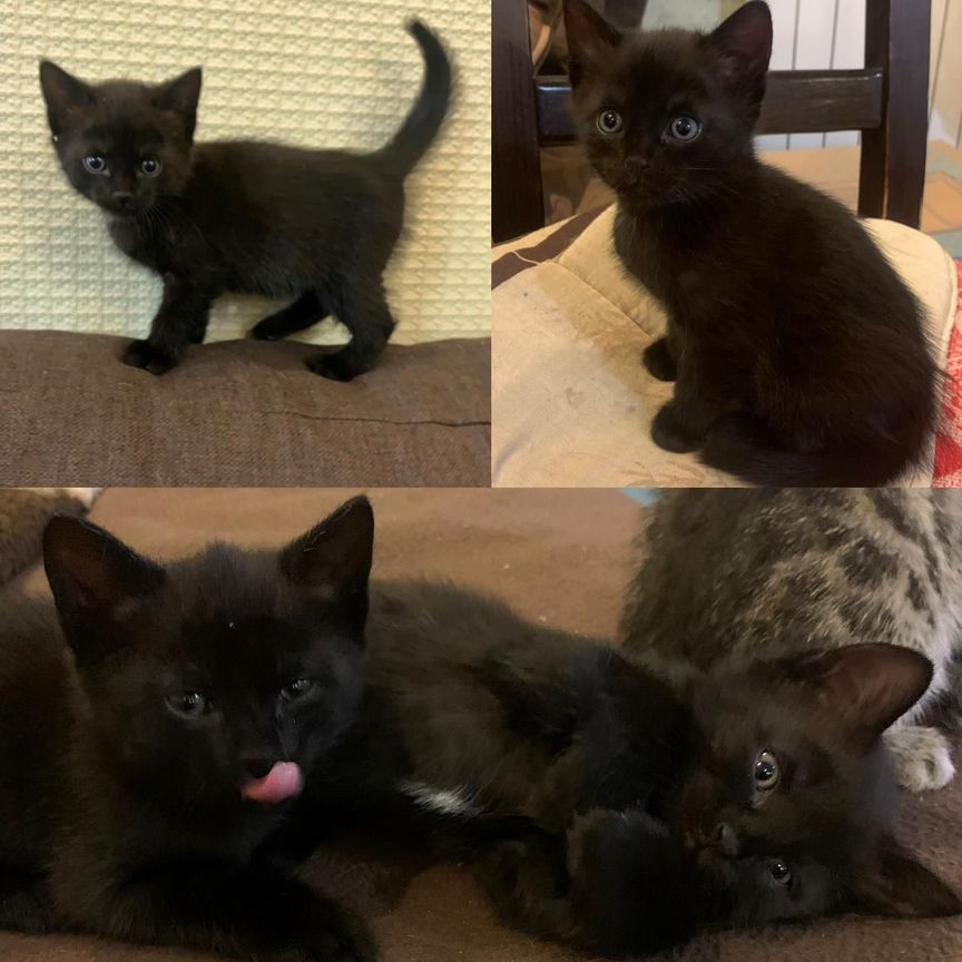 Котёнок мальчик 1,5 месяца