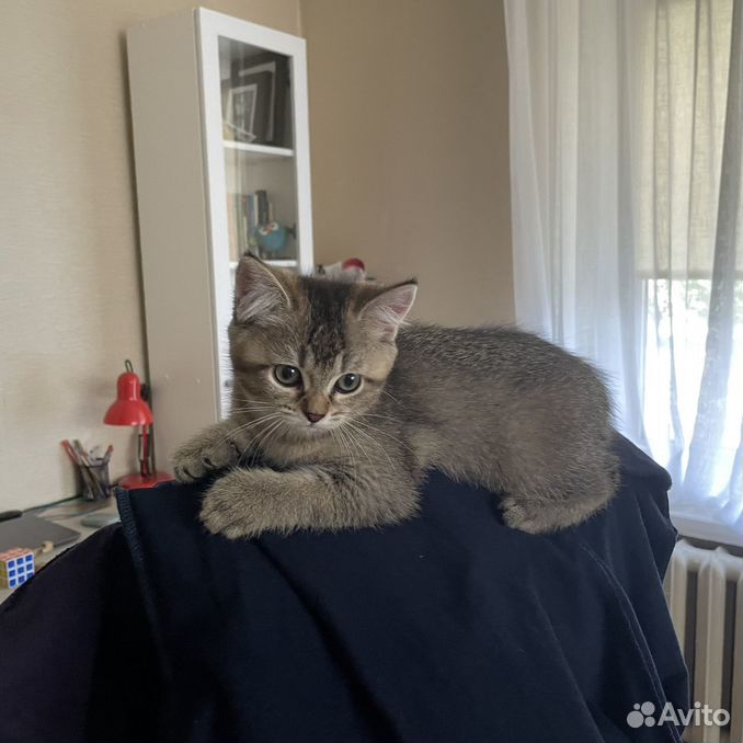 Кошечка Принцесса (бесплатно)