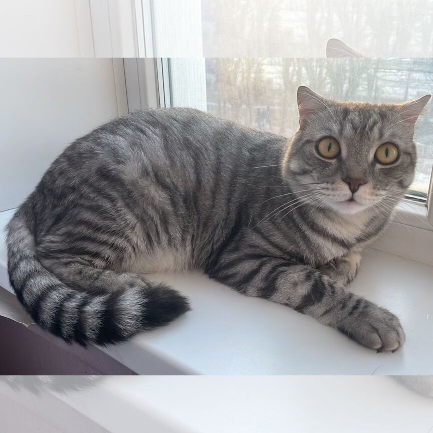 Кот