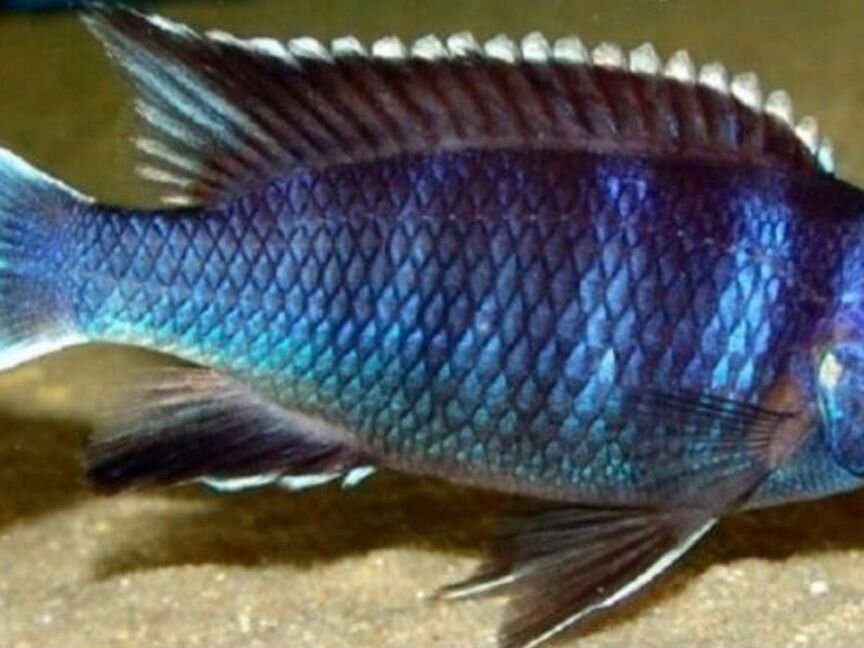 Аквариумные рыбки, Ацей Нгара