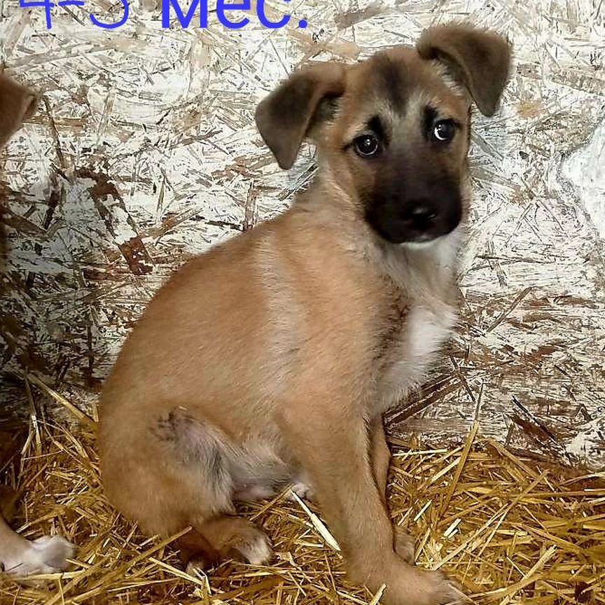 Щенок в добрые руки