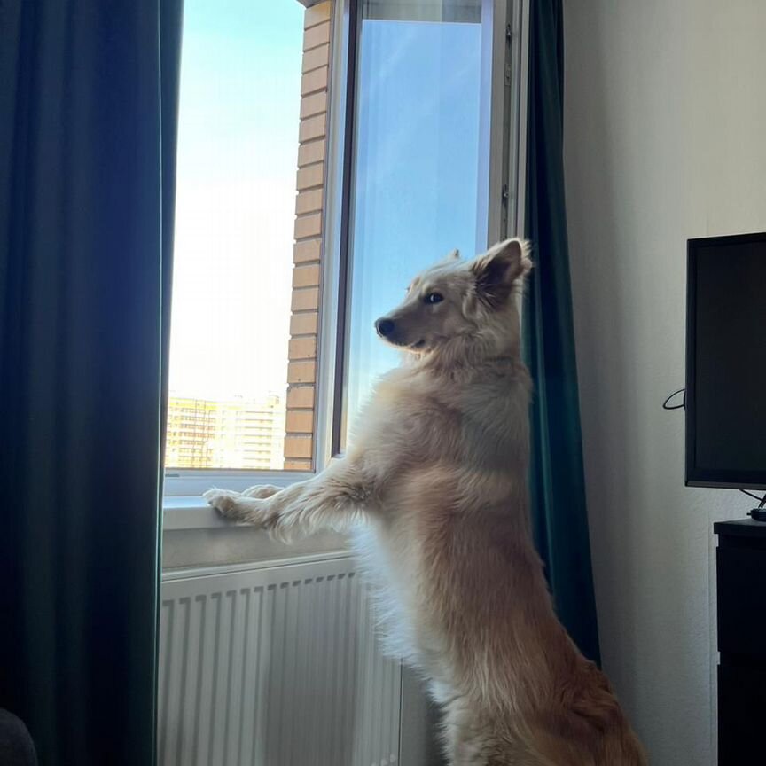 Собака в добрые руки