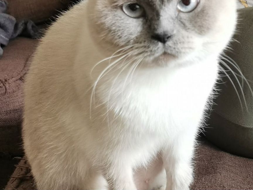 Кошка