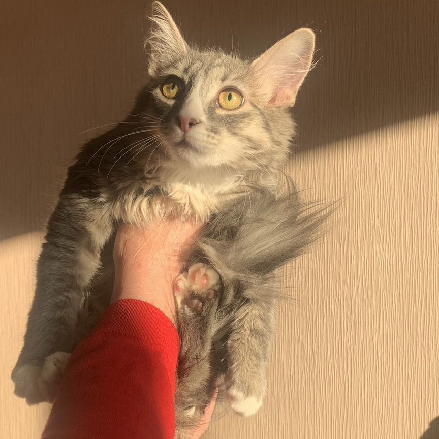 Котенок бесплатно в добрые руки