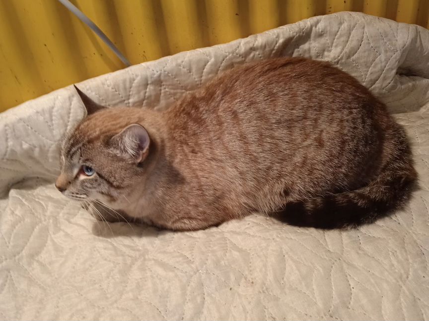 Кошки в добрые руки