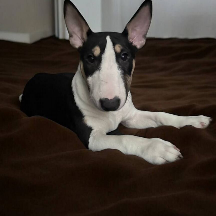 Миниатюрный бультерьер