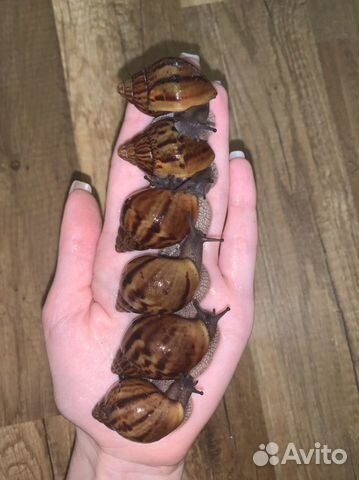 Ахатина ахатина тигр dark foot var.roseolabiata