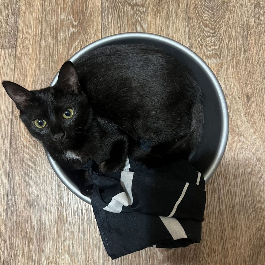 Кошечка в добрые руки