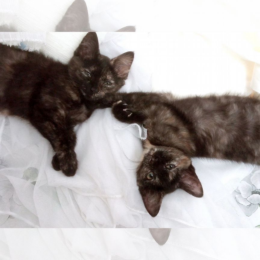 Котёнок Ириска ищет дом