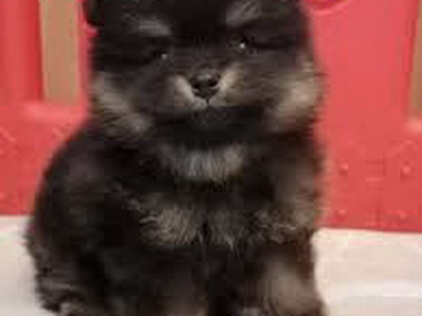 Померанский шпиц