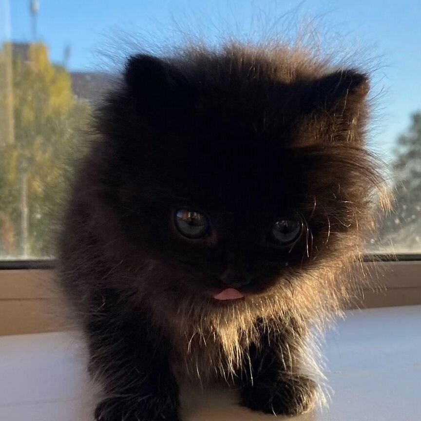 Котёнок