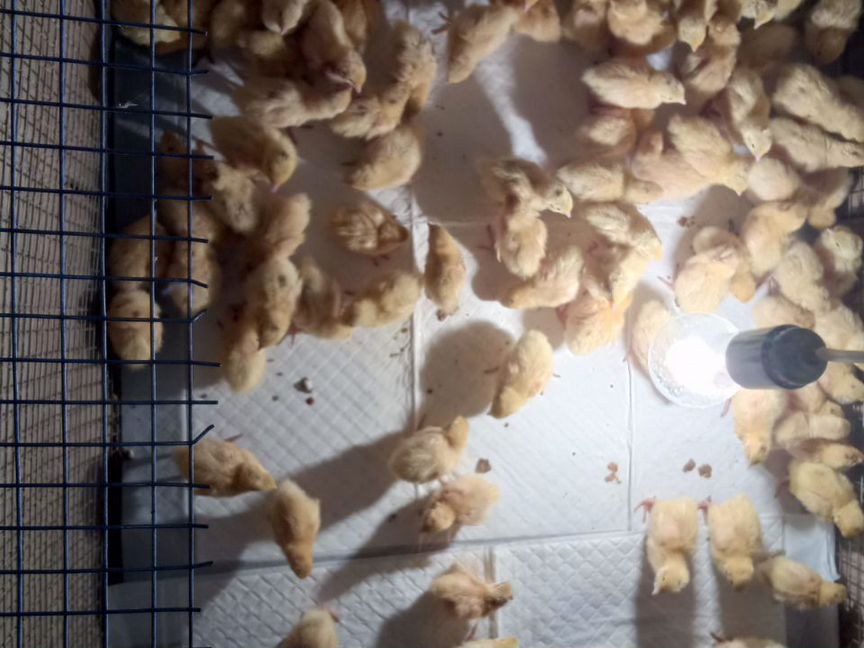 Перепелята