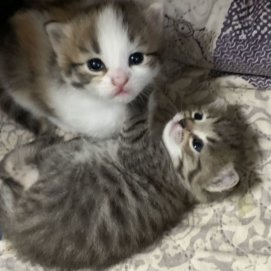 Котята в добрые руки