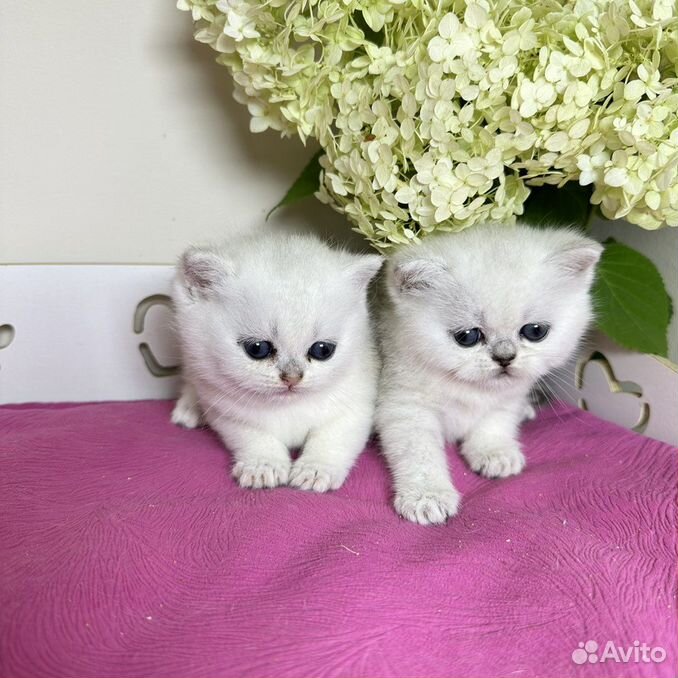 Шиншилловые девочки