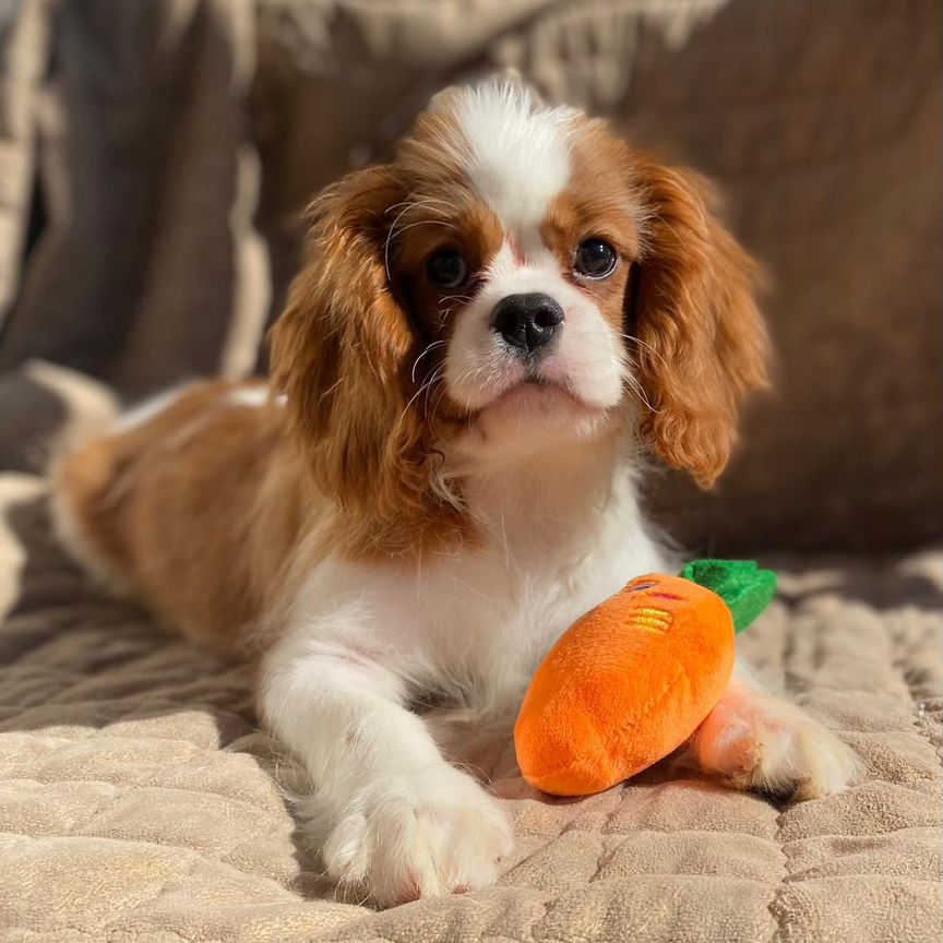 Мальчик Каварел Кинг Чарльз Спаниель Кинг