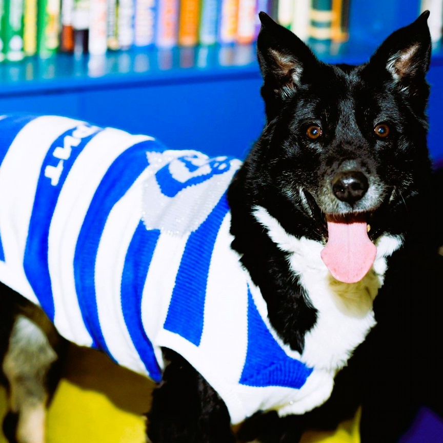 Взрослая собака из приюта