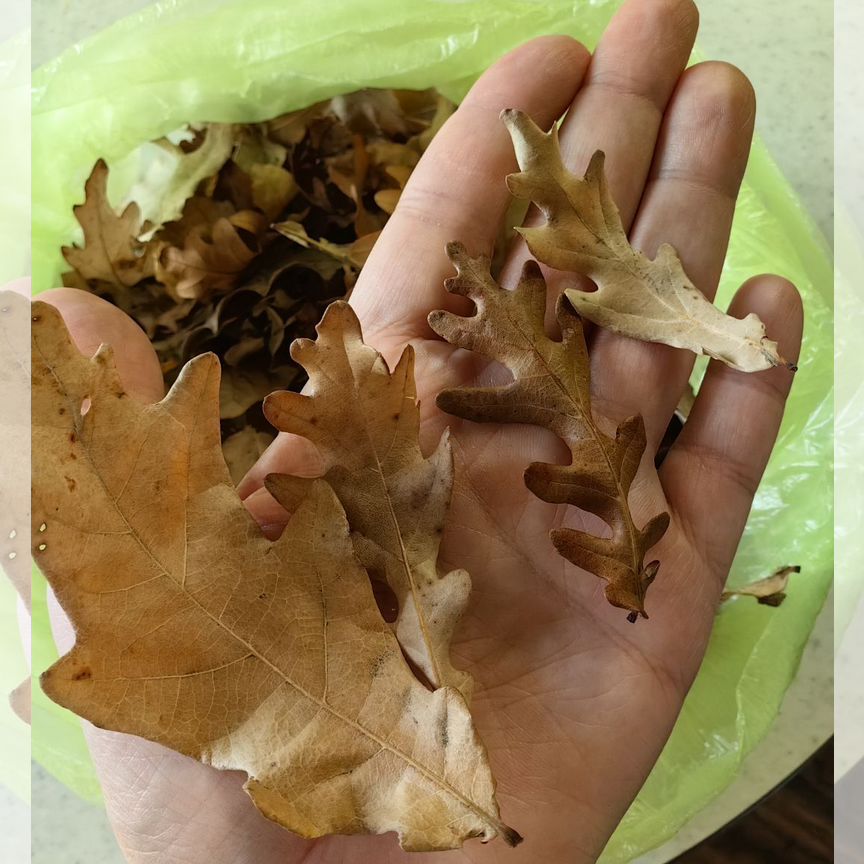 Листья дуба