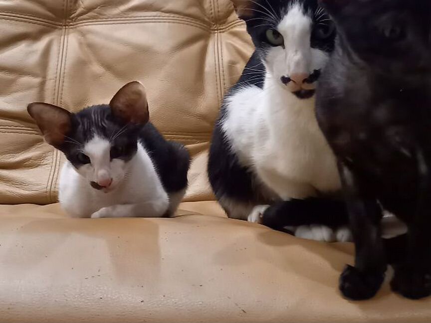 Ориентальный котенок