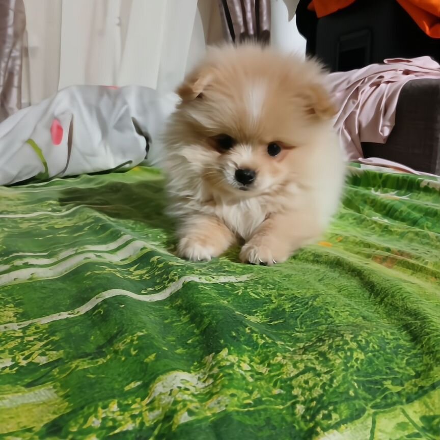 Померанский шпиц, щенок