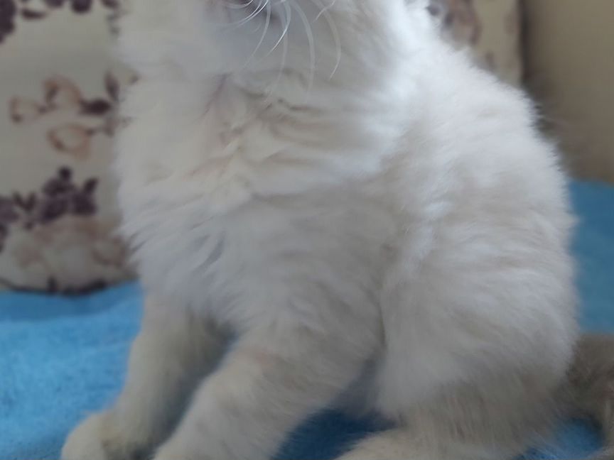 Кошка