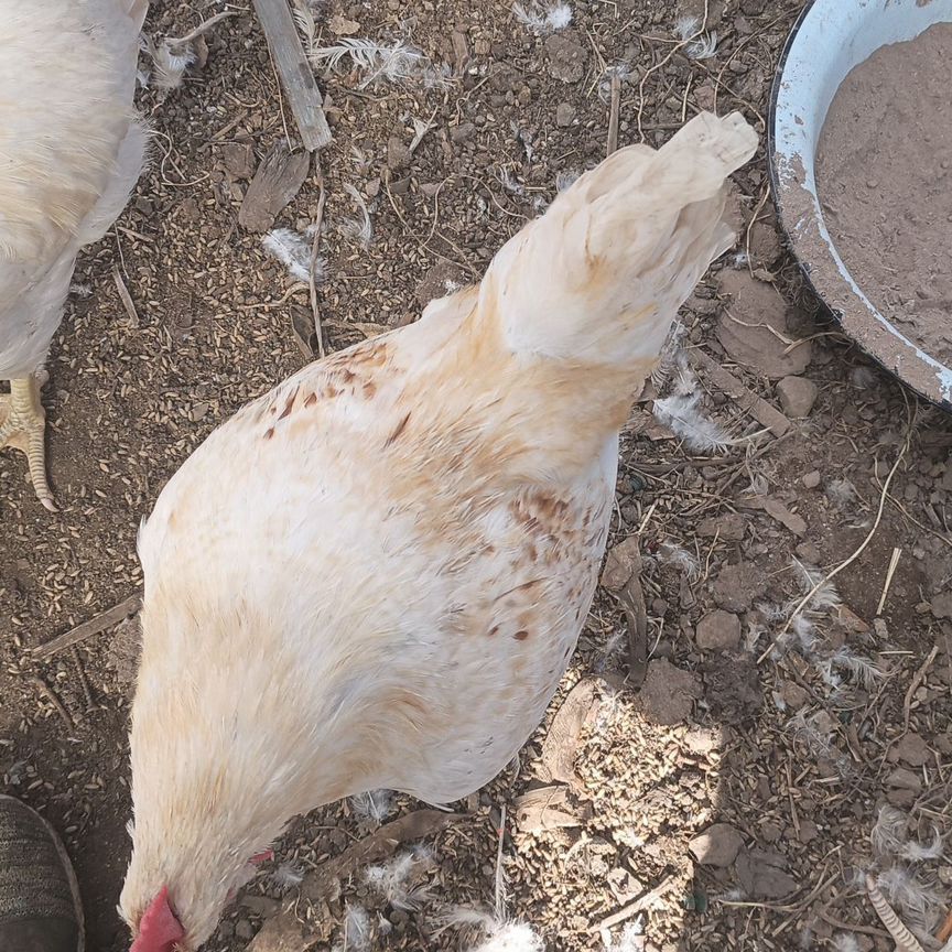 Петухи молодые